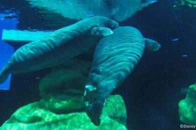 Manatee Finds New Home at Epcot’s The Seas with Nemo & Friends